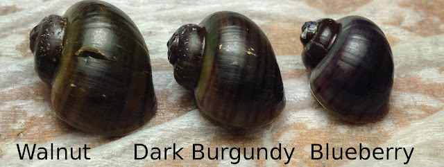 Swamp Rat Tracks: Mystery Snail Colors