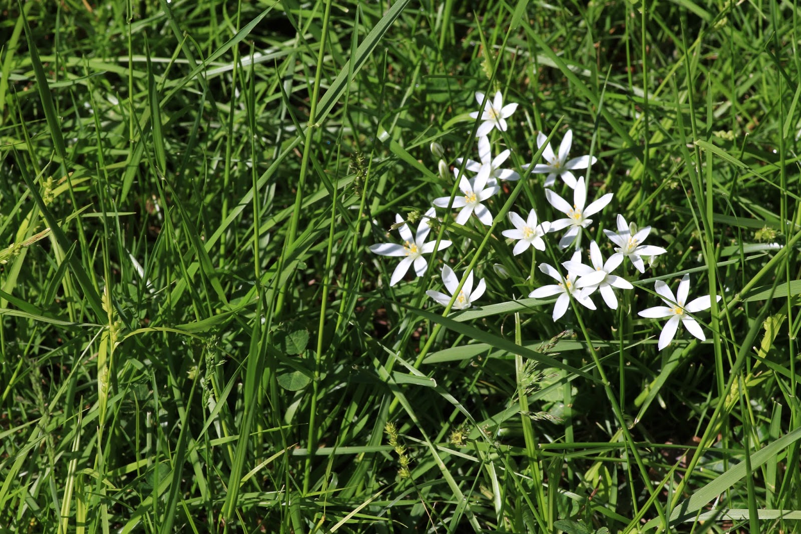 Nature Devotions : Star of Bethlehem
