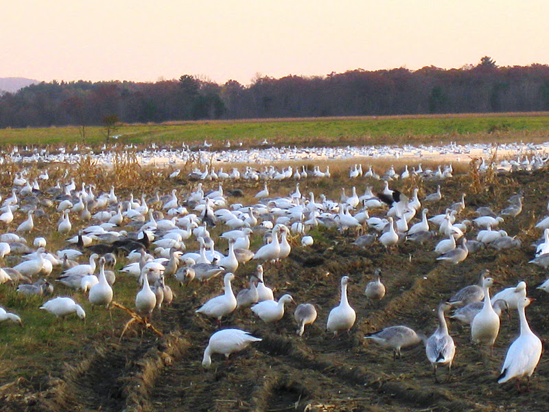 Indiana Country: Snow Geese Vermont November...