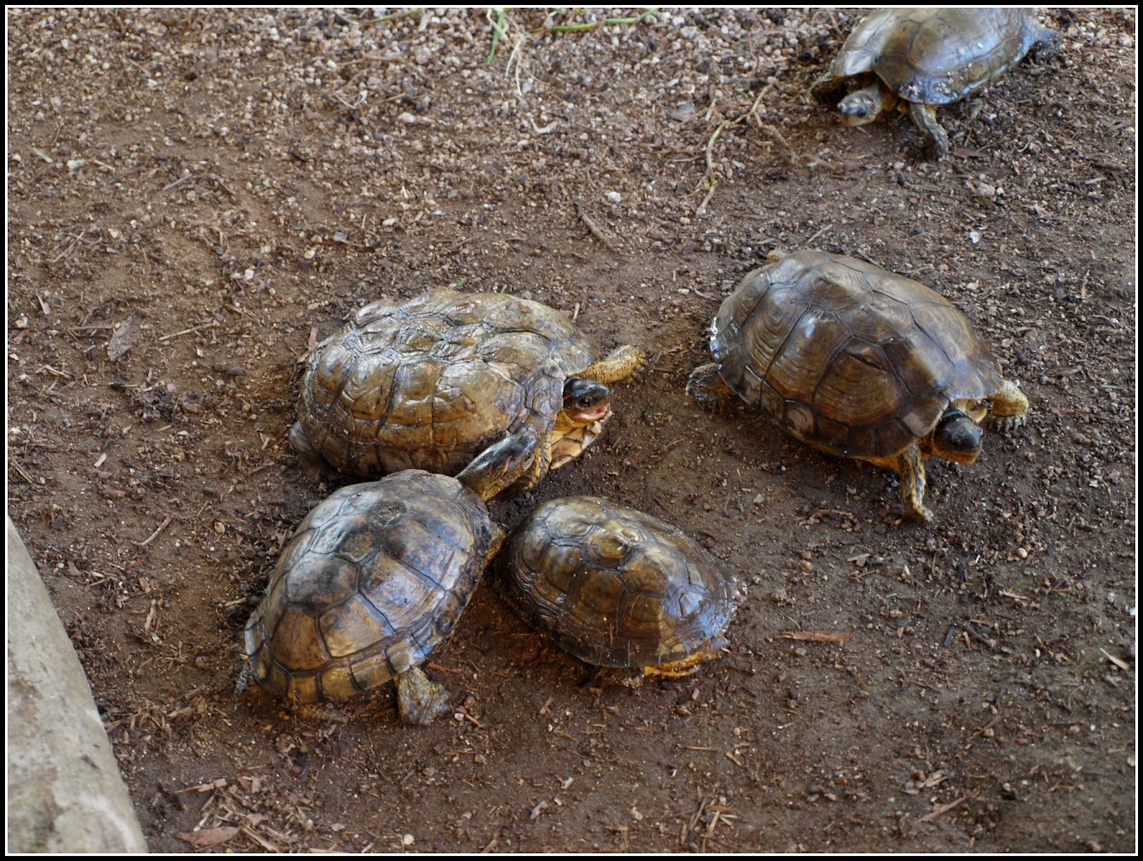 Mark's Veg Plot: A holiday in Mexico - Part 3