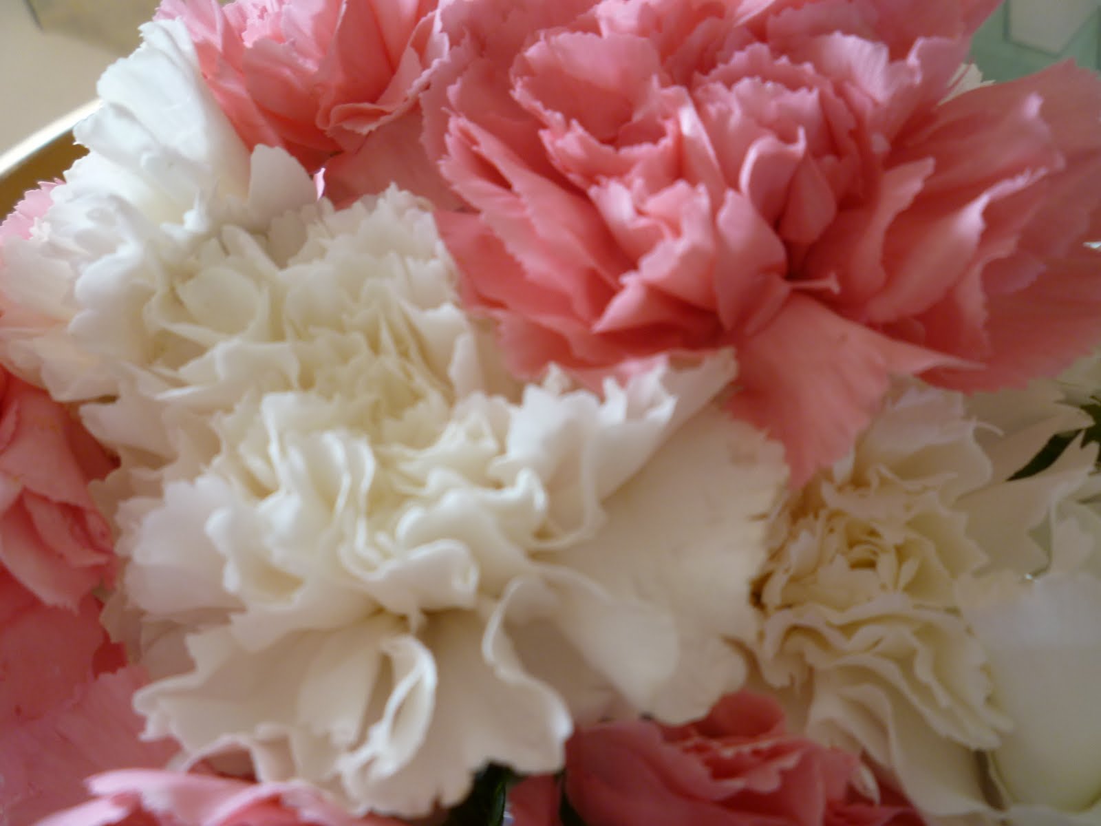 Serendipitous Oddities: Carnations