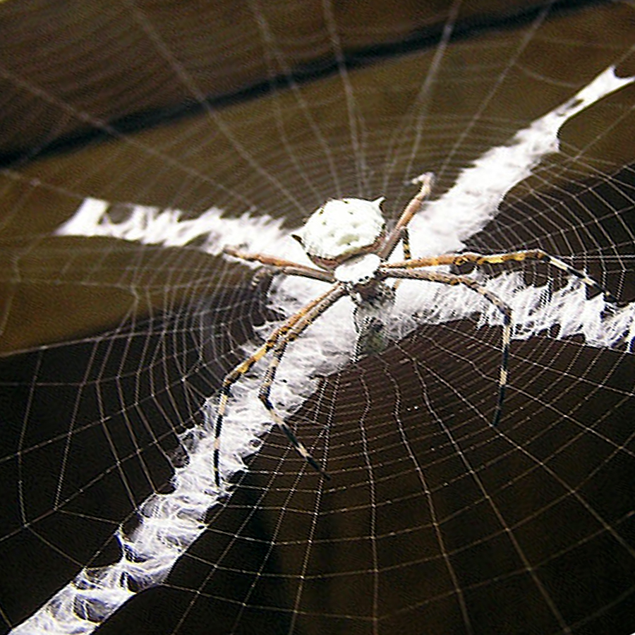 Stoffer Hall: A new species of Sculptor Spiders!