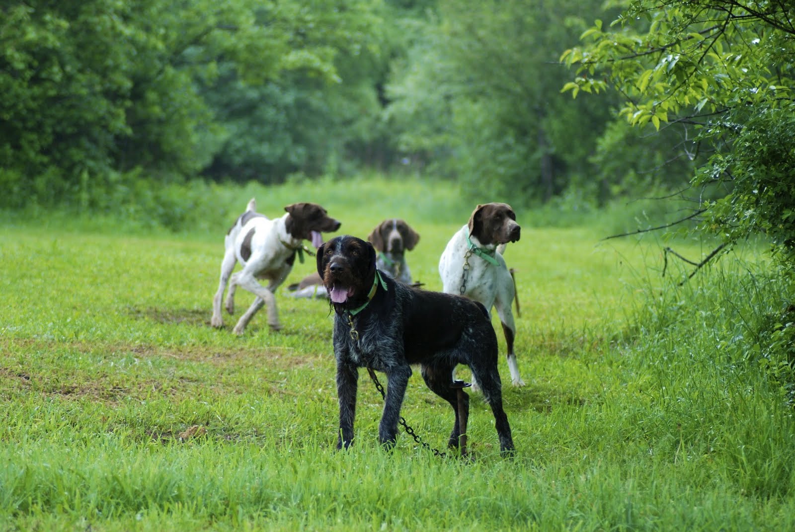 Adventures of a GSP Hunting Dog: The Good, The Bad and The Ugly: Senior ...