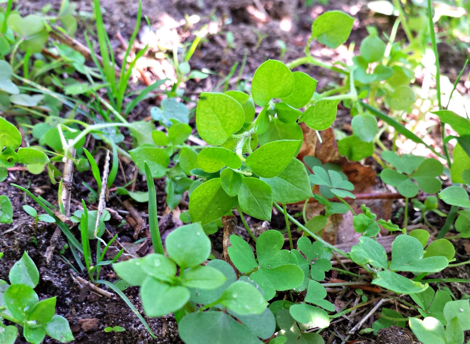 There's a Reason its Called Chickweed - Fresh Eggs Daily® with Lisa Steele
