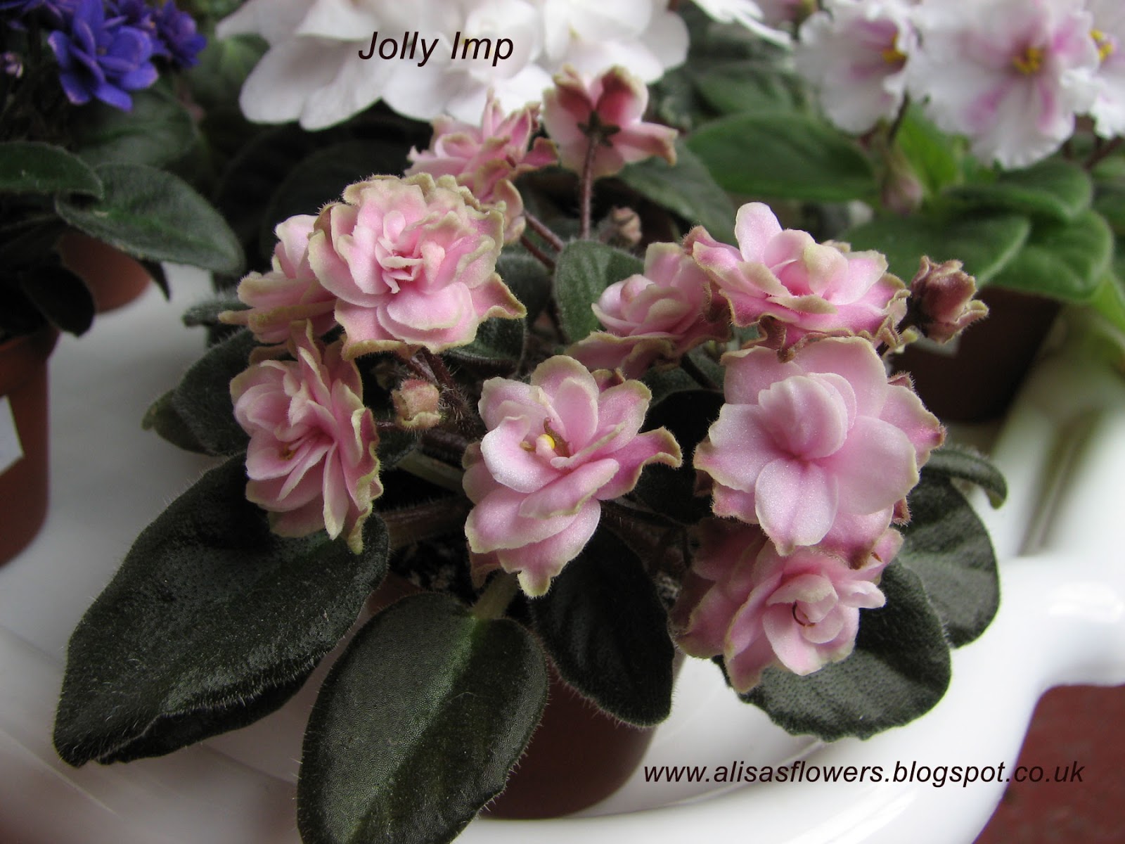 Alisa's flowers: African violets greeting autumn...