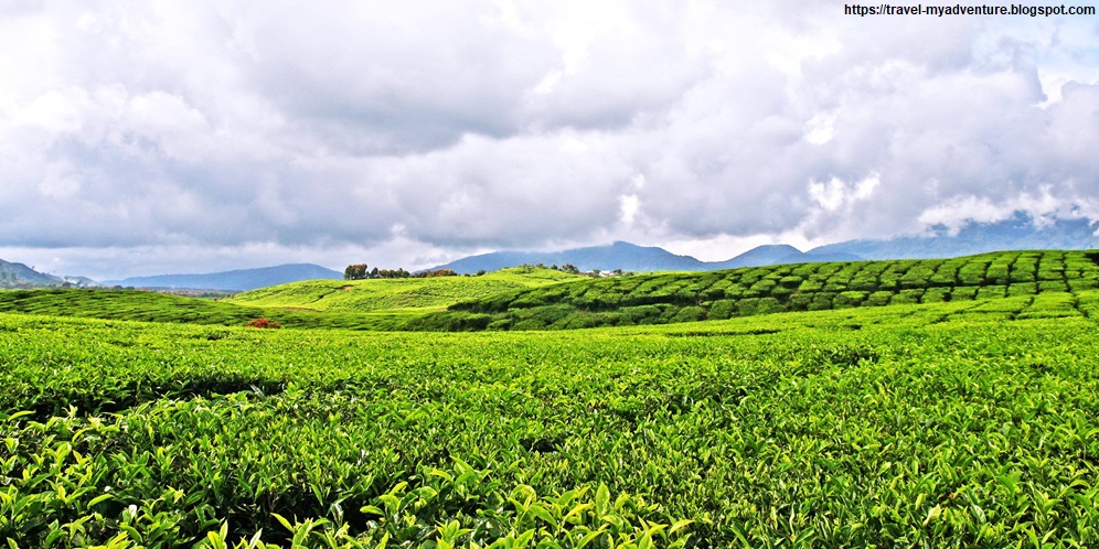 WISATA KEINDAHAN ALAM KEBUN TEH SUKAWANA DIBANDUNG - TRAVEL MY ADVENTURE