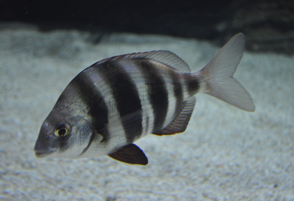 ZOOTOGRAFIANDO (6.096 ANIMALS): SARGO BREADO / ZEBRA SEABREAM (Diplodus ...