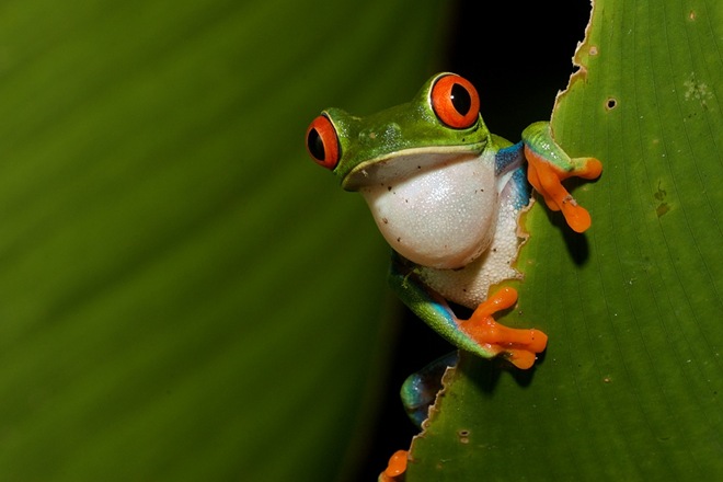 Wallpaper sapo na folha - Wallpaper XYZ