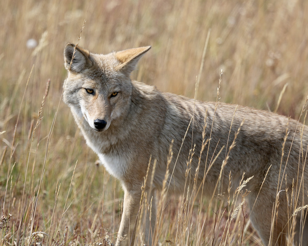 Mary Ann's View: Yellowstone's Coyotes