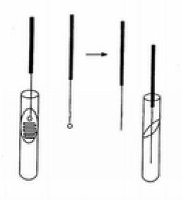 Mis apuntes y resúmenes: MICROBIOLOGIA - Bacteriologia, Medios de ...