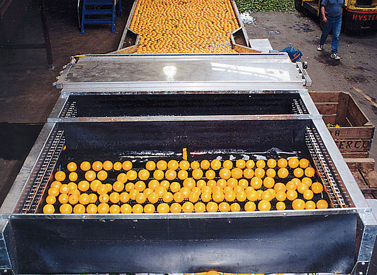 Al-Diaa Group: Citrus Packing House Processes