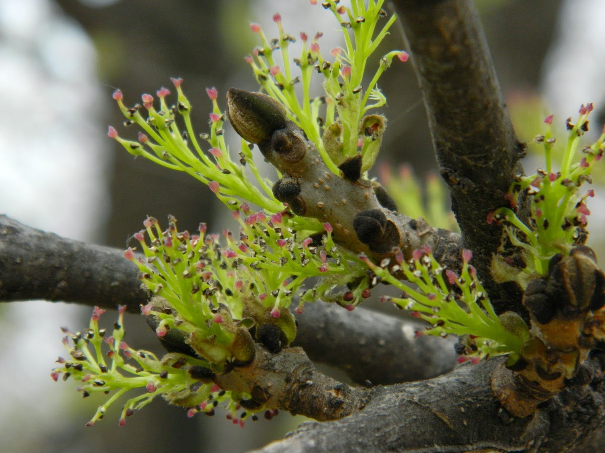 LA MULTI ANI, ROMANIA!: Muguri