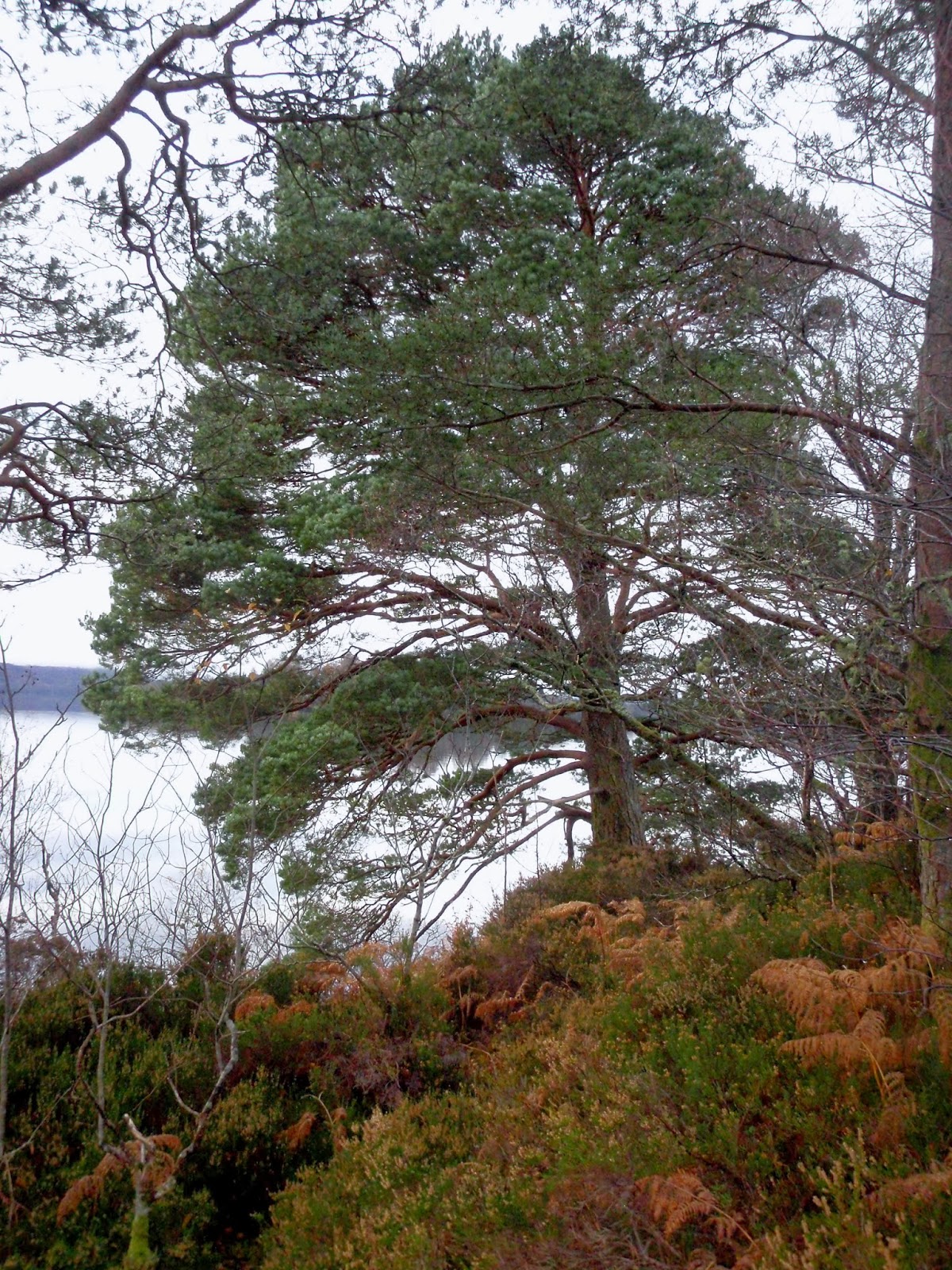 Jurassic's Blog.: Loch Awe and the Lower Orchy.