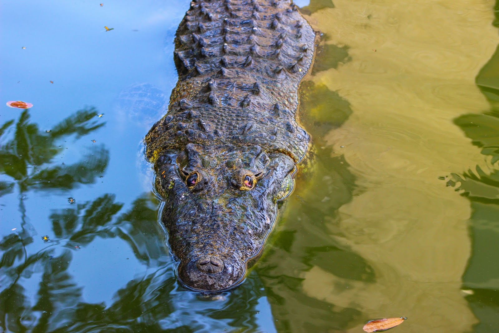 Cannundrums: Morelet's (or Mexican) Crocodile