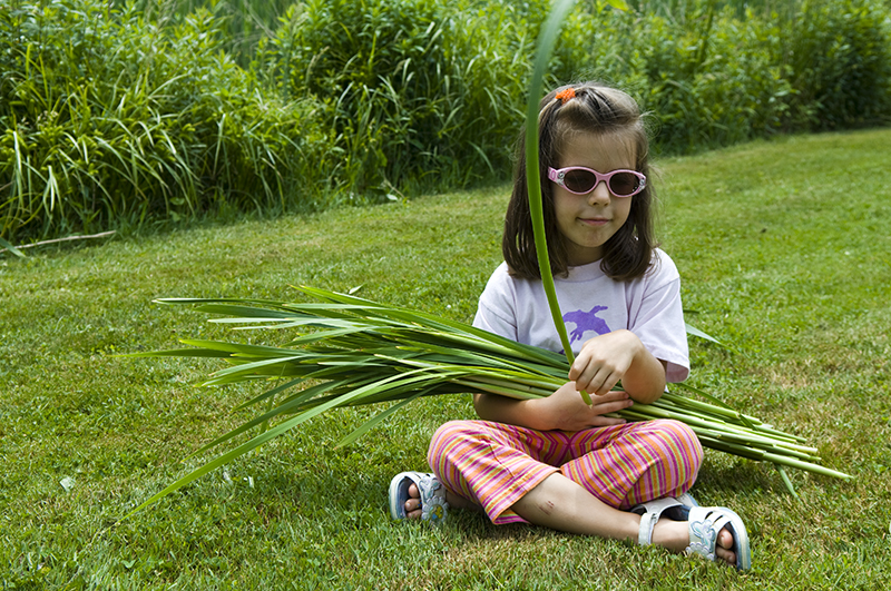 The 3 Foragers: Foraging for Wild, Natural, Organic Food: Cattail ...