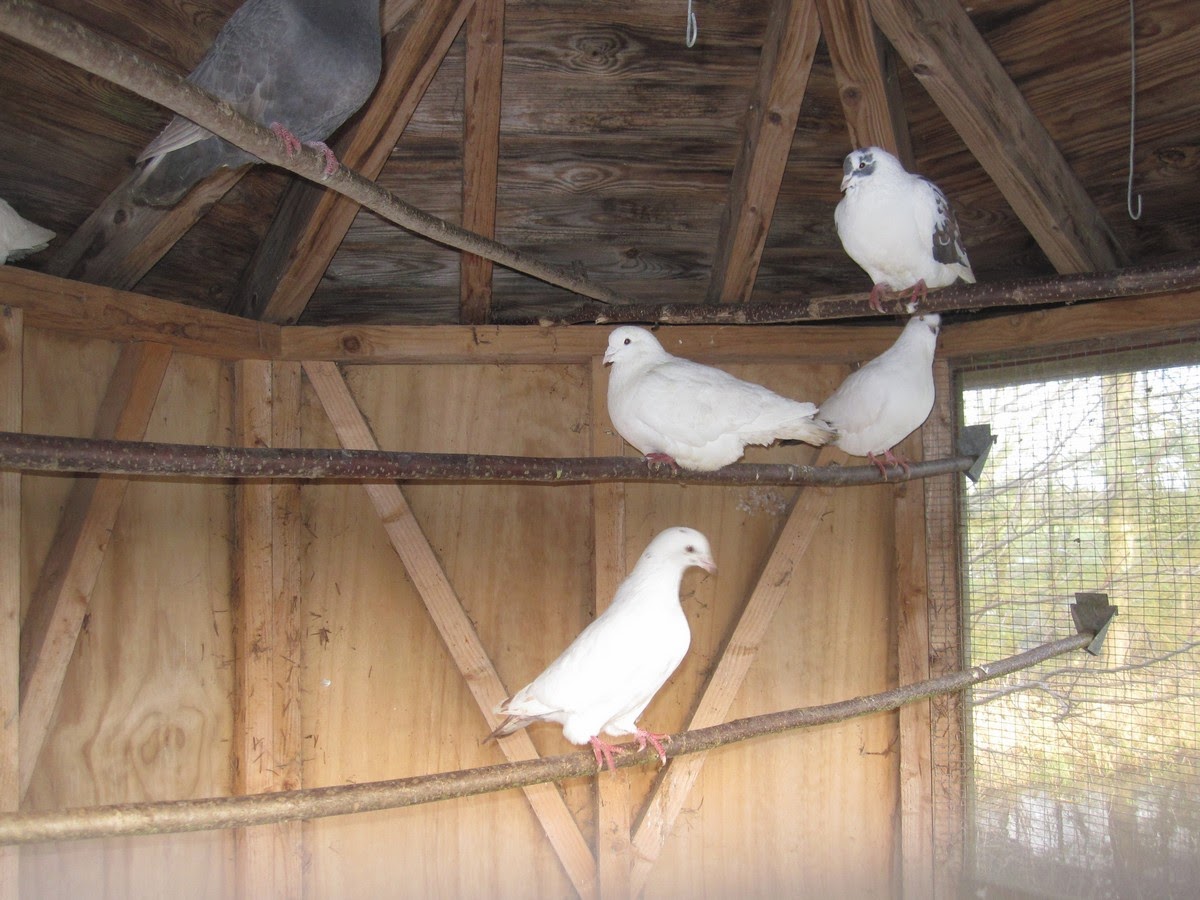 Ingeborg´s Haveblog: Fuglehuset blev til dueslag