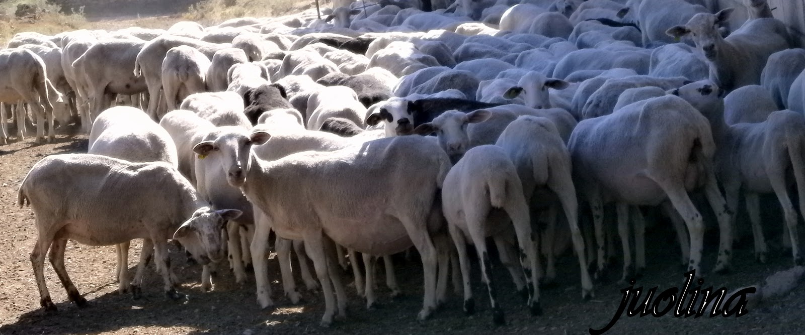 De Juolina: La vida en la majada