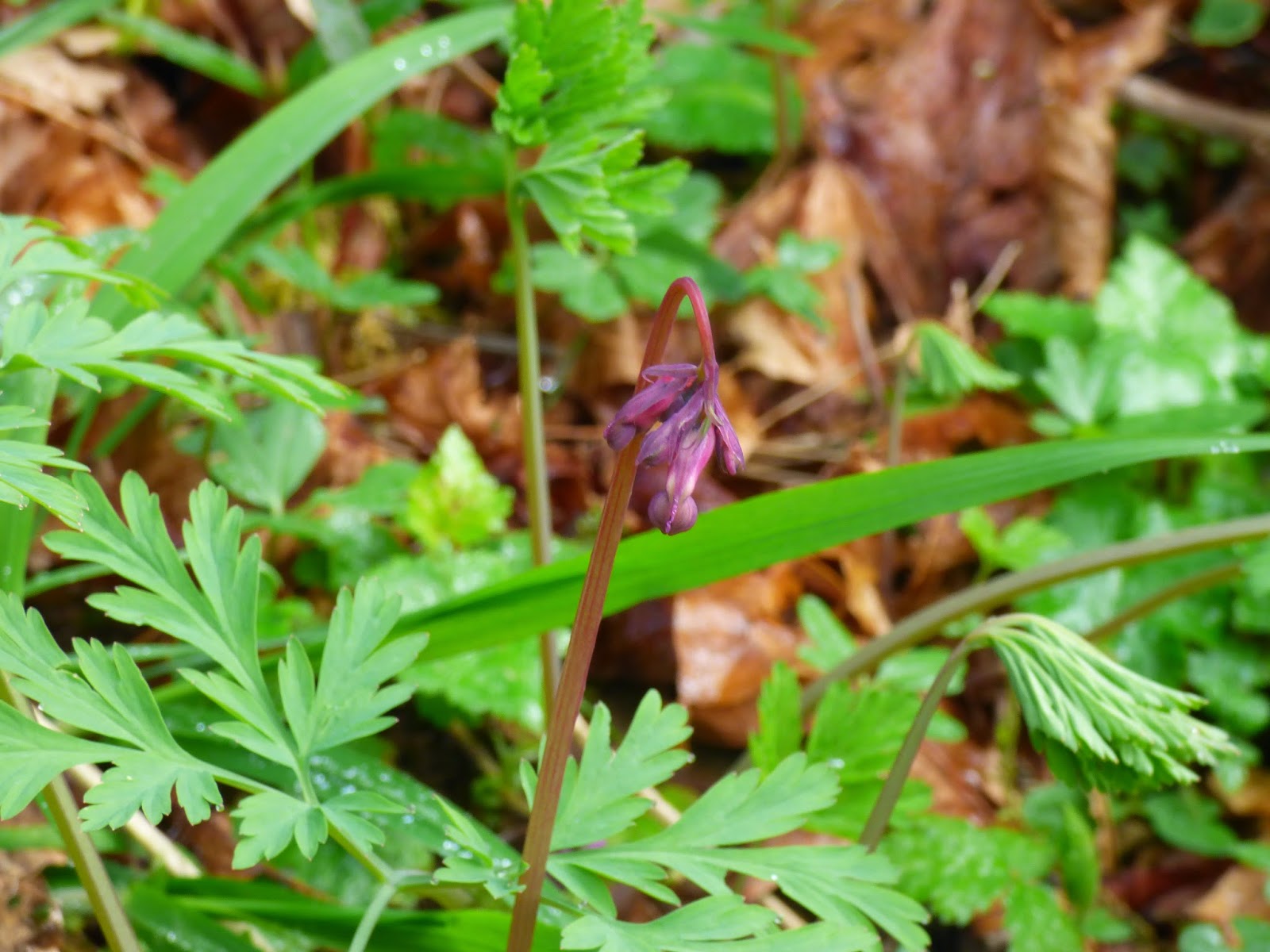 Wildflowers: Spring Woodland Wildflowers