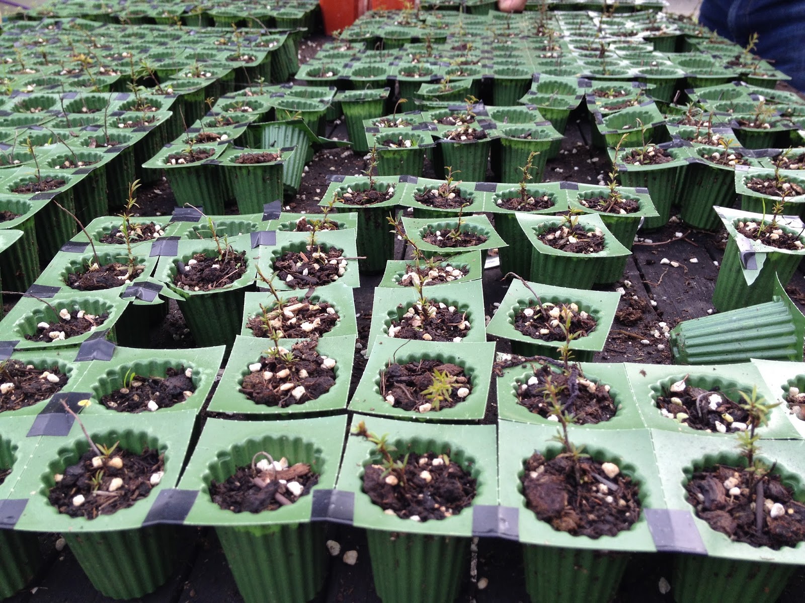 Beekeepers Blog: Growing Manuka Trees from Seed and Cuttings