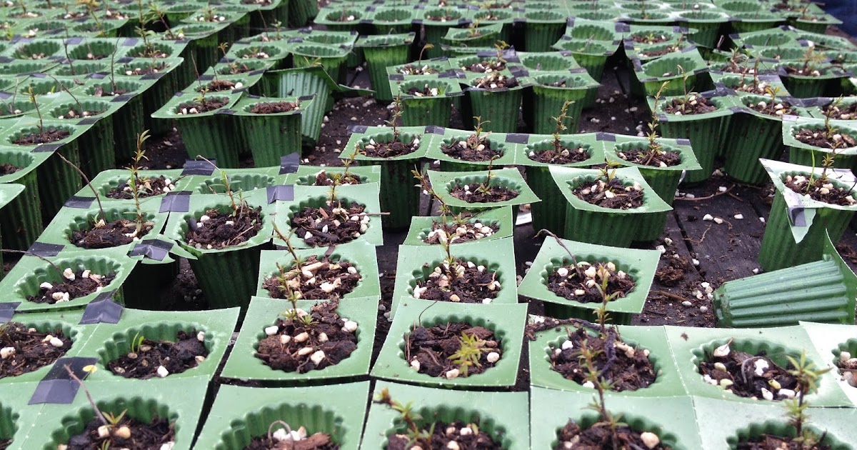 Beekeepers Blog: Growing Manuka Trees from Seed and Cuttings