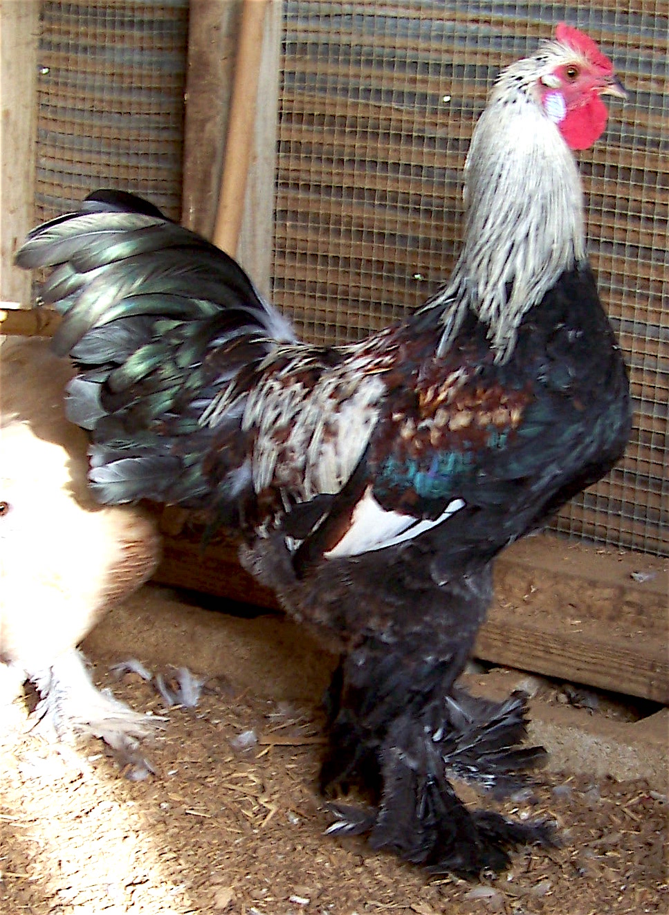 BReeder: Fantailed Chickens