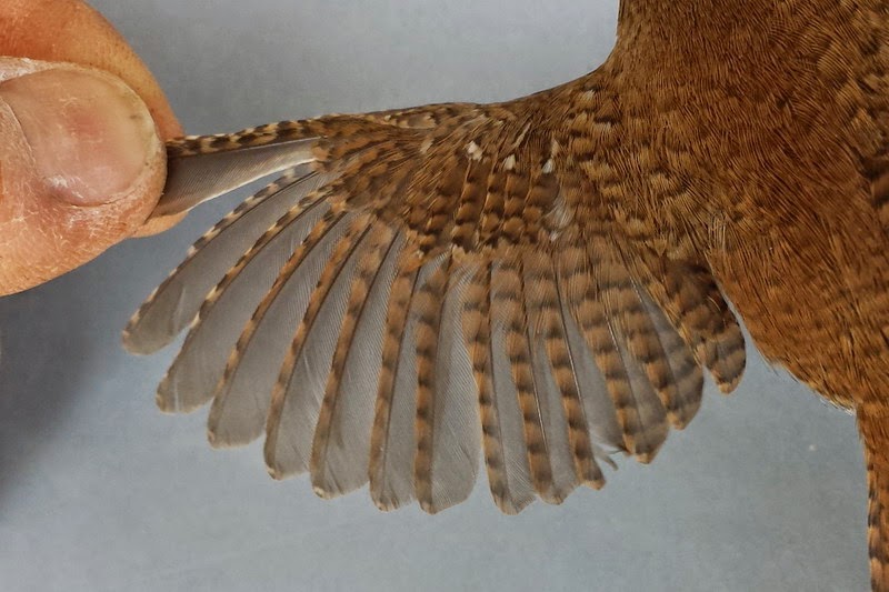 Asociación Aegithalos: Arranca el PASER en El Borbotón... y van 14 ...