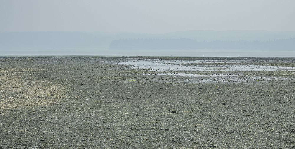 Merikay's Dream : Dosewallips State Park and Olympic National Park