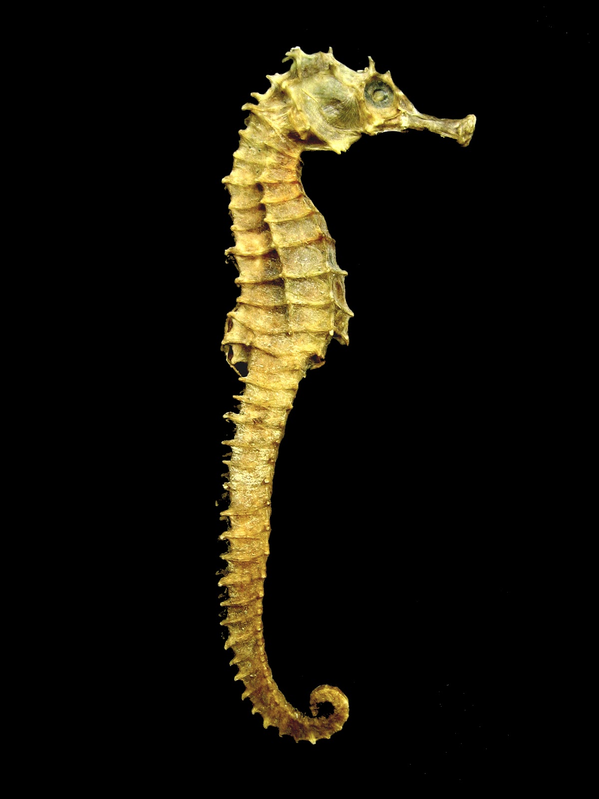 SADF References: Seahorse Research