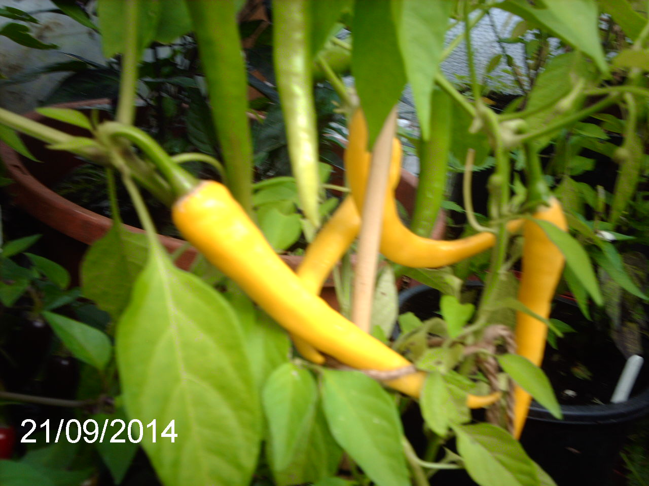 Chilli Zoo!: Plants 2017