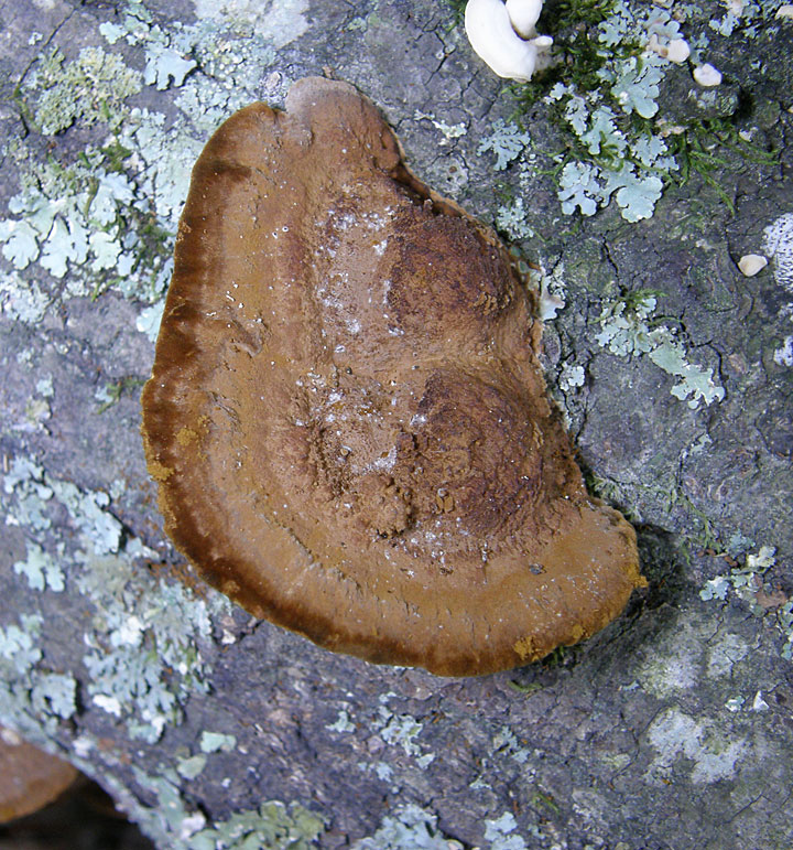 Anybody Seen My Focus?: Fuscoporia gilva (Mustard Yellow Polypore)