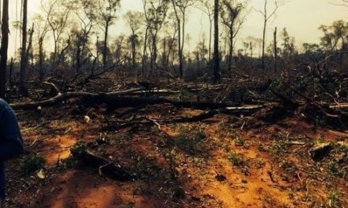 Noticias Ambientales Internacionales: Paraguay quedará sin bosques en ...