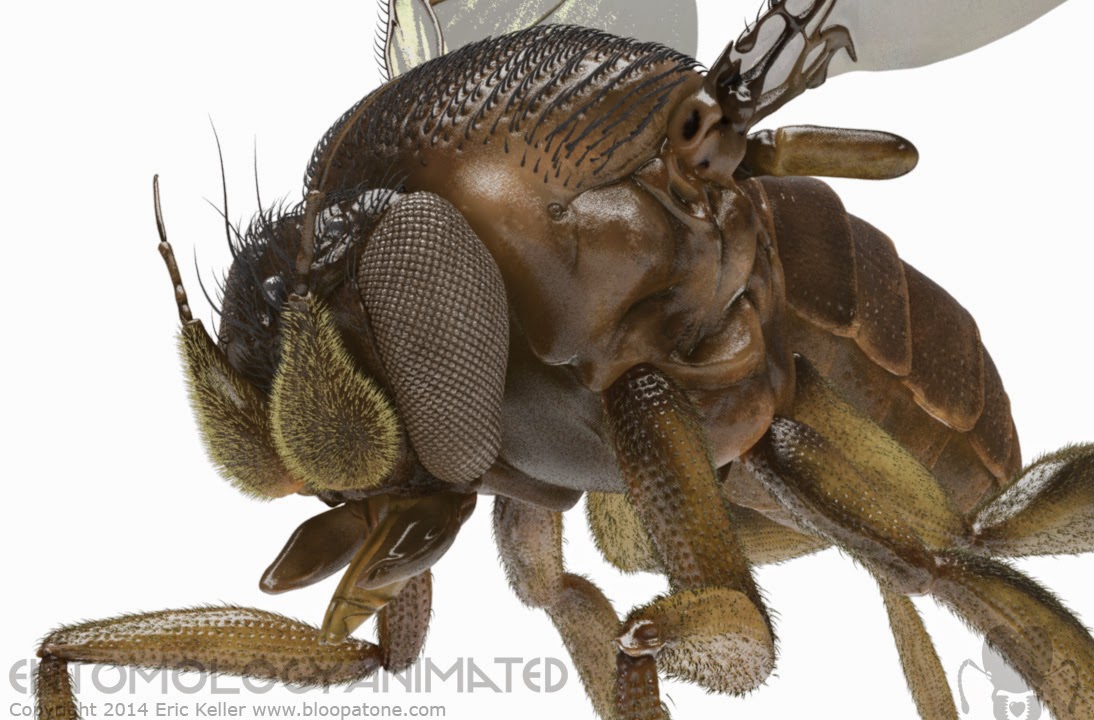 Eric Keller's Portfolio: Coffin Fly WIP