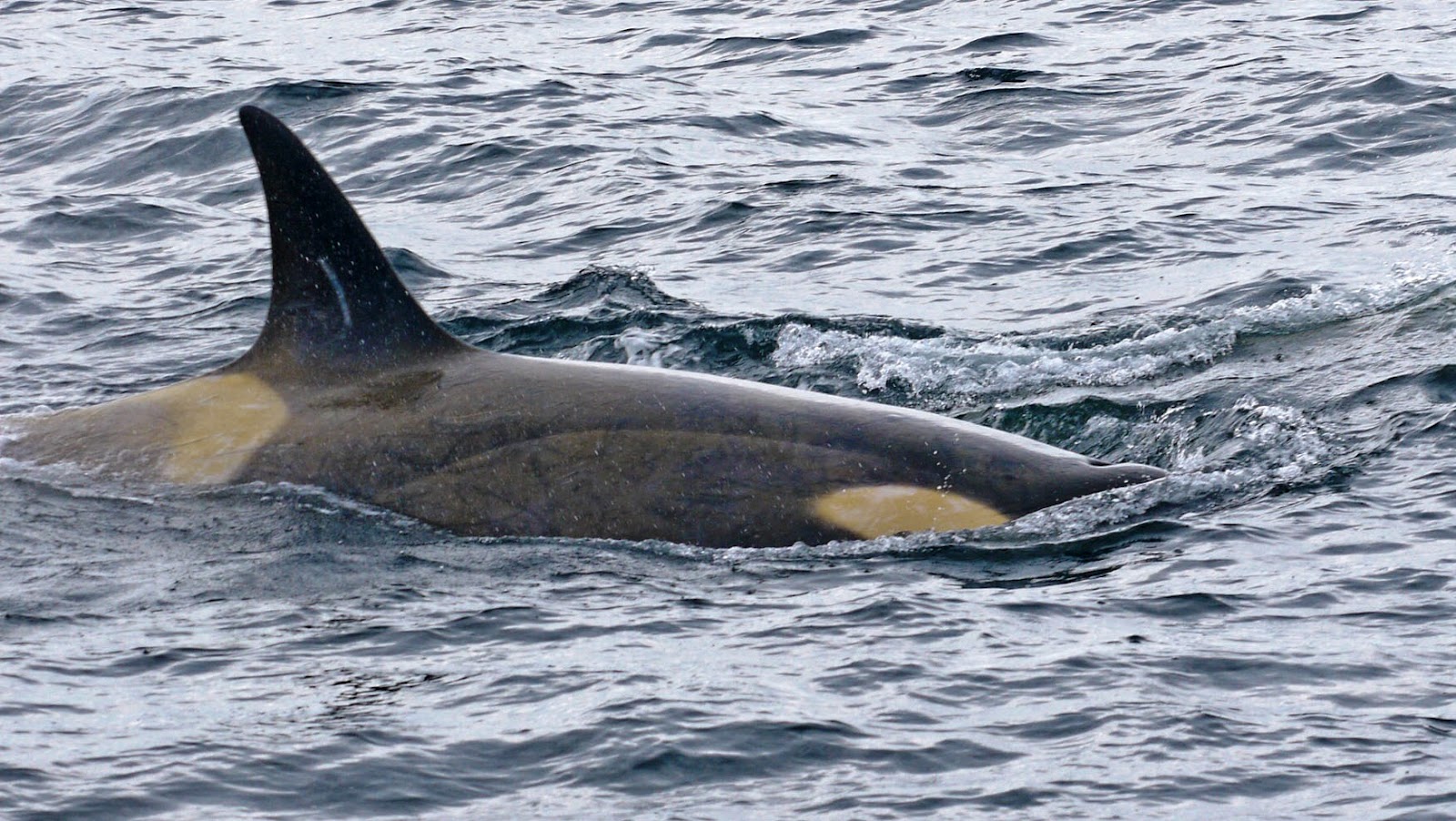 Orca Aware: Orcas of the World