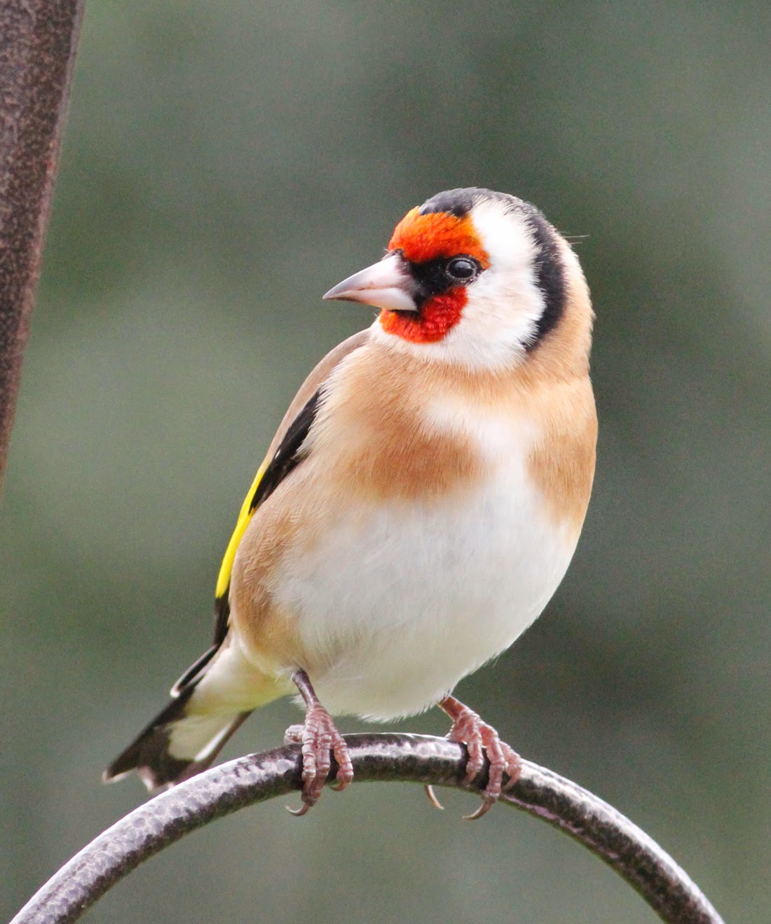 Another Bird Blog: Golden Times