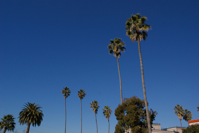 A Picture Each Day: NY Trees, LA Trees