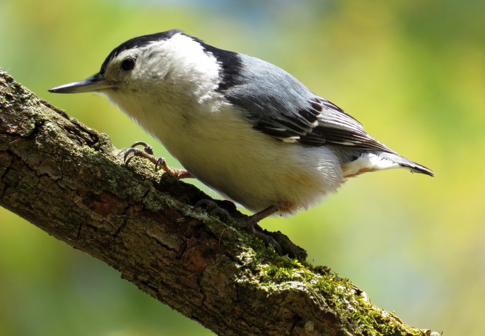 Waterloo Region Nature Field Trip to Thickson's Woods, Whitby, ON ...