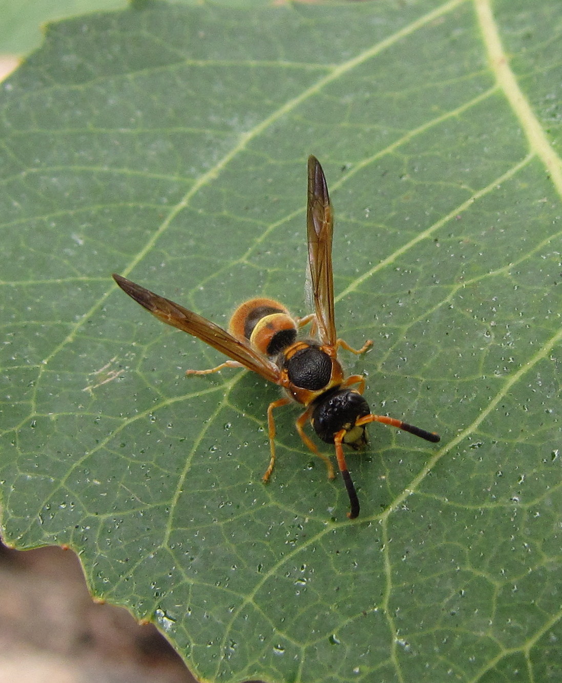 Bug Eric Wasp Wednesday Ancistrocerus Tuberculocephalus Bug Eric Wasp Wednesday Ancistrocerus Tuberculocephalus