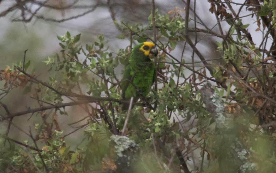 Tierra de papagayos, loros, cacatuas, pericos, cotorras y guacamayos ...