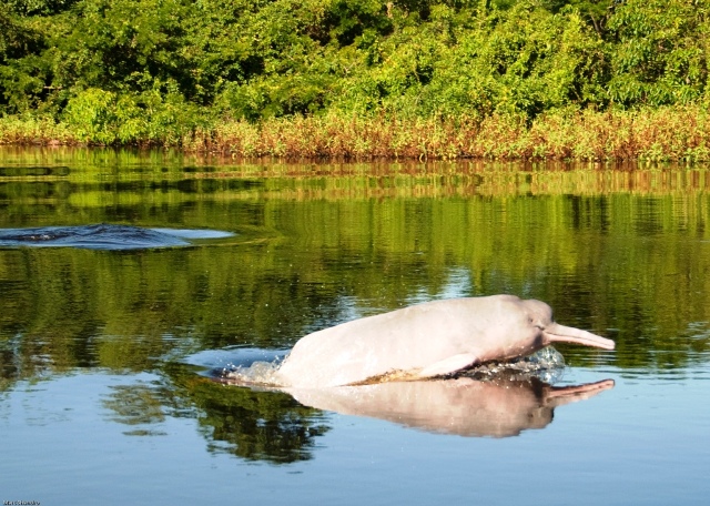 A Journey up the Amazon River: Sixth Day: River Dolphins!