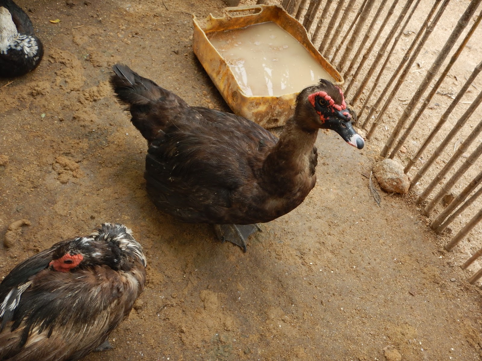 Called to Serve - Madagascar