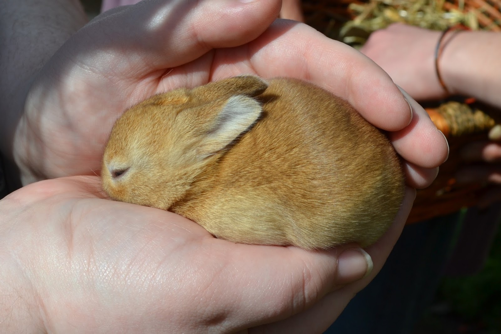 Butterfly Days: Baby Bunnies!