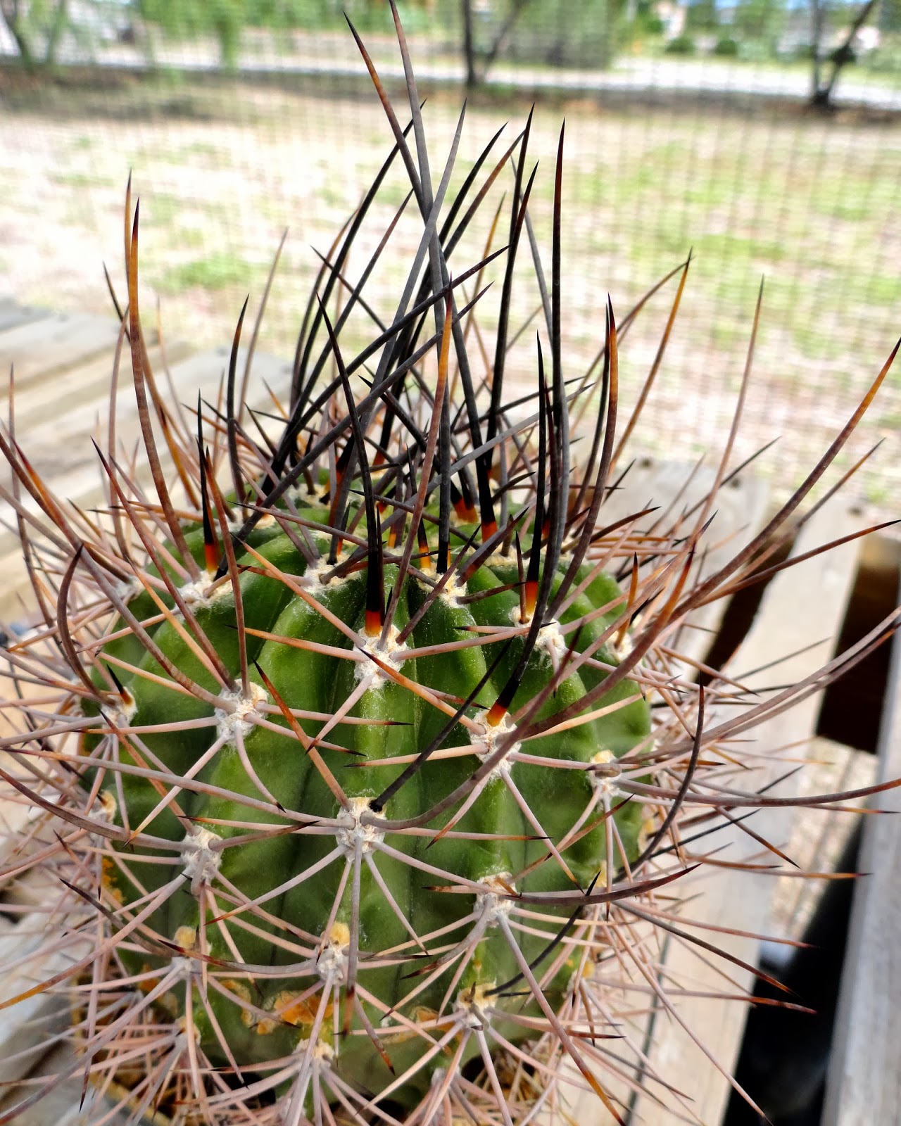 danger garden: Buffalo Bill’s Exotic Cactus Ranch, again (yawn….)