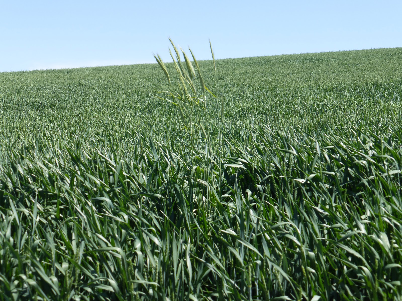 FARMING THE PALOUSE: COVER-CROP INFORMATION
