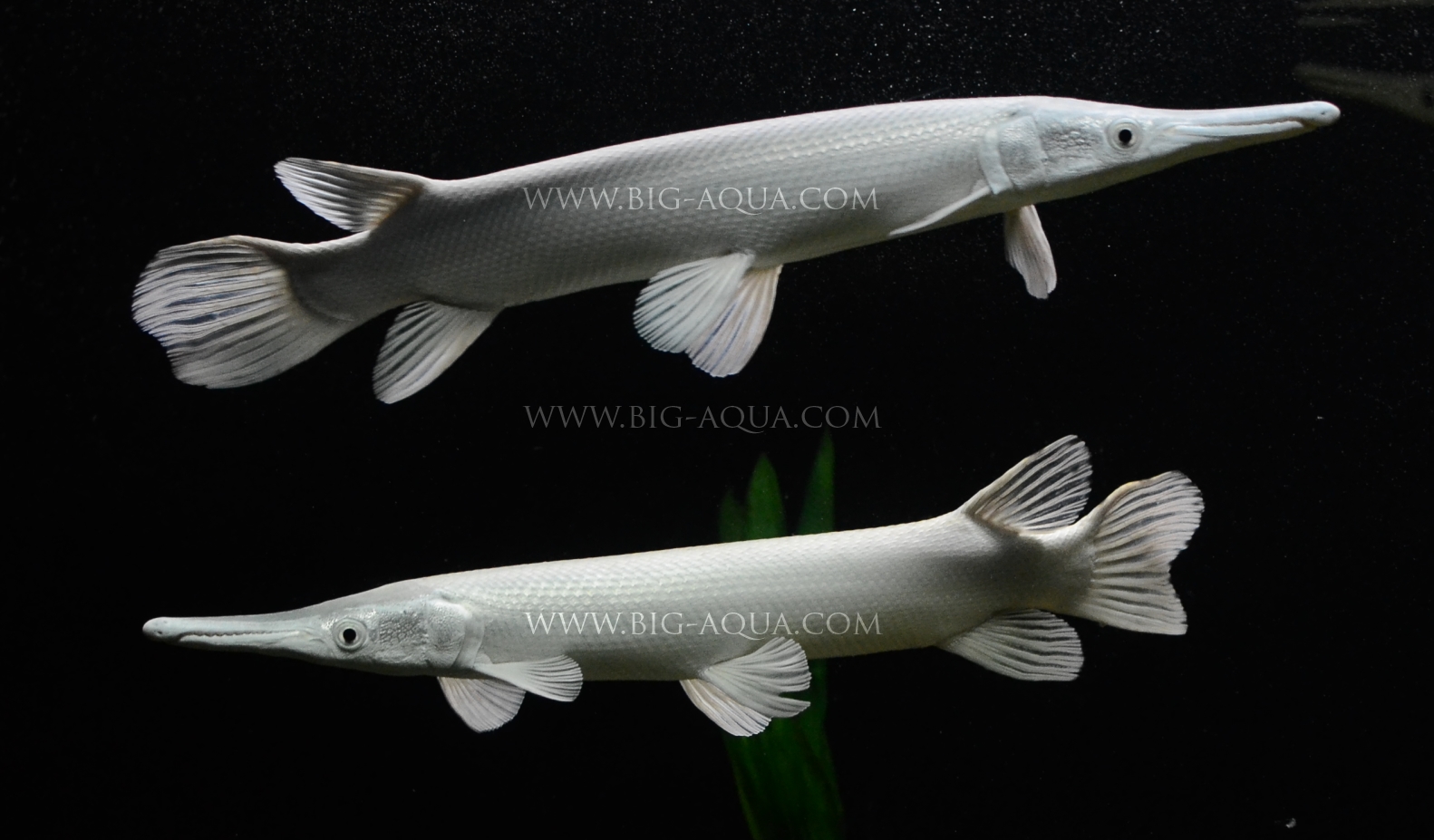 Platinum Alligator Gar ~ Big Aqua