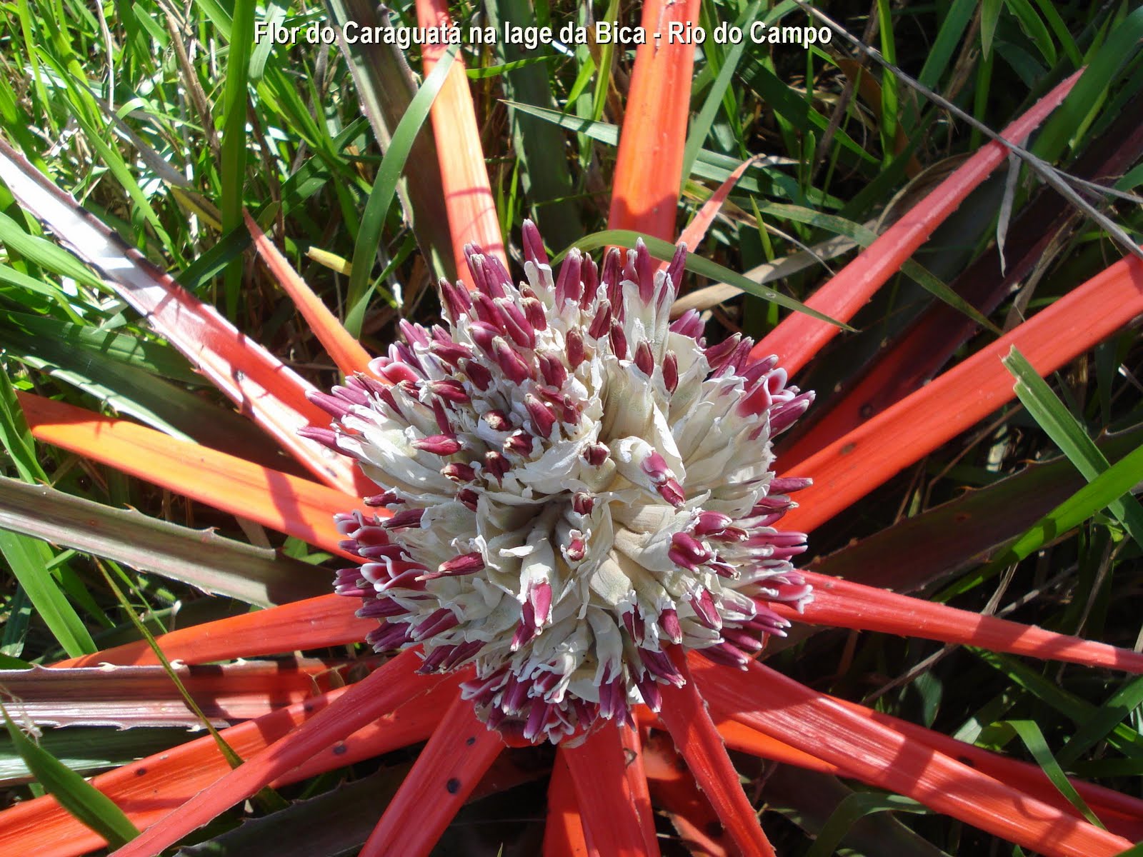 Blog do Wille Bathke Jr: Flora do Cerrado e o Inhambú