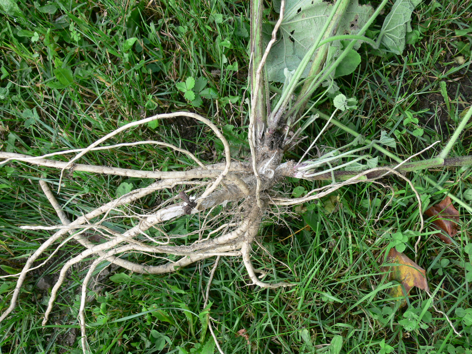 The Vermont Gardener