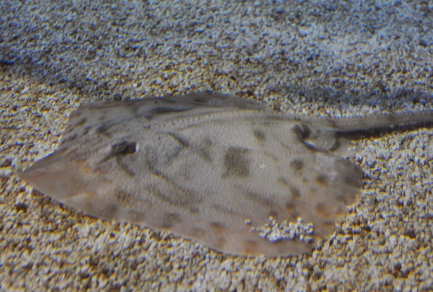 ZOOTOGRAFIANDO (6.100 ANIMALS): RAYA ESTRELLADA / MEDITERRANEAN STARRY ...