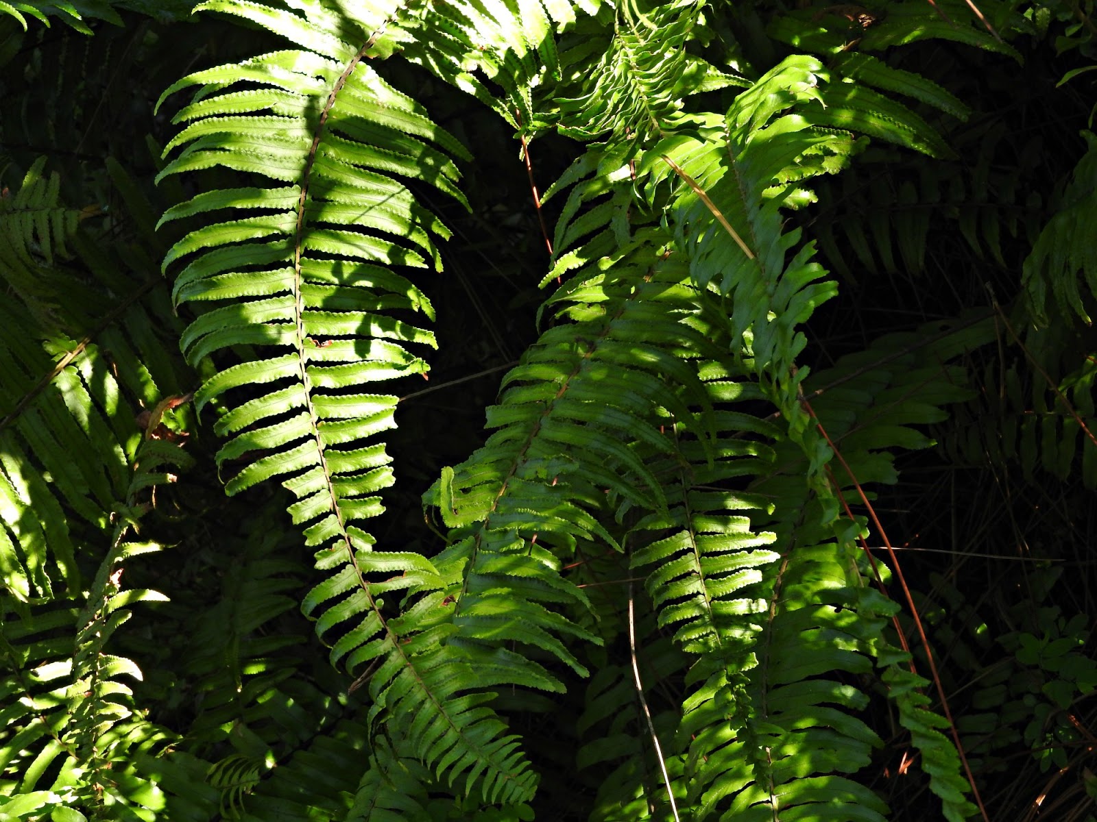 MadSnapper: Ferns in Color