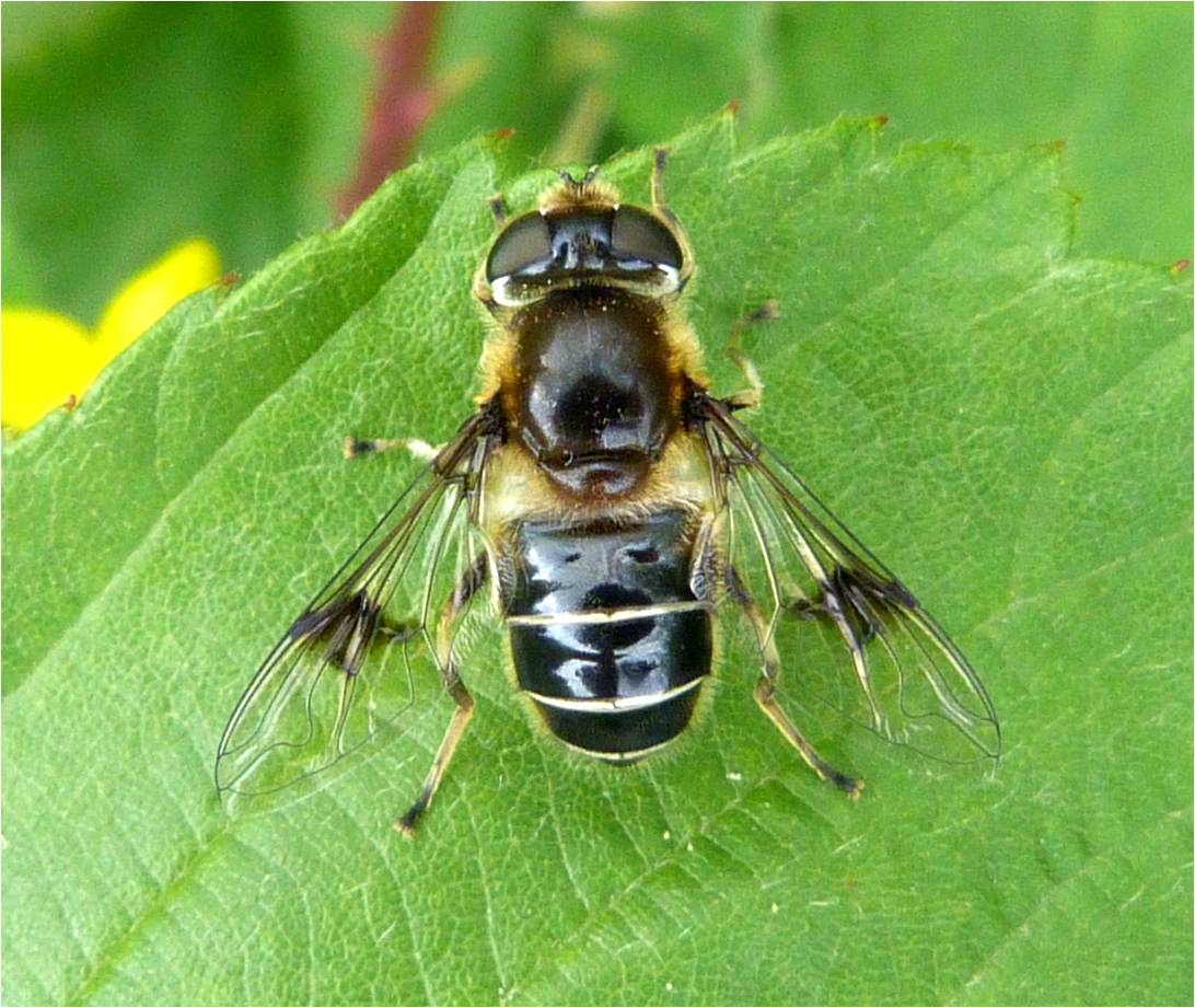 Insects of Scotland: Hoverflies