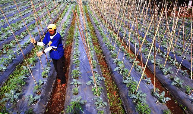Usahawan Asas Tani Dan Makanan: Timba Pengalaman Bertani di Bandung